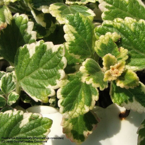 Rośliny na balkon i taras, którym niestraszny cień - Bartpol Sp. z o.o.